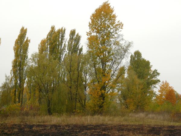 forest side view texture 0007 - Texturelib